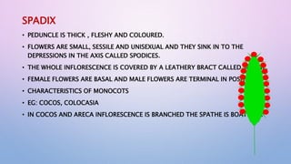 inflorescence ppt.pptx