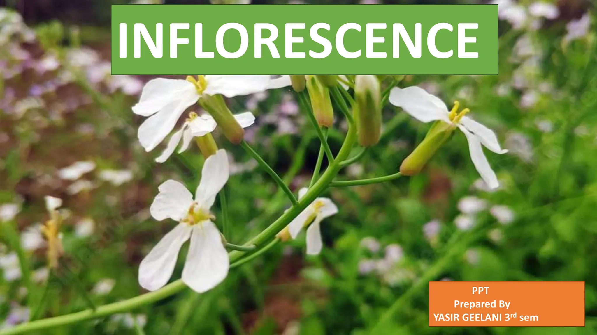 inflorescence PPT by YASIR GEELANI | PPT