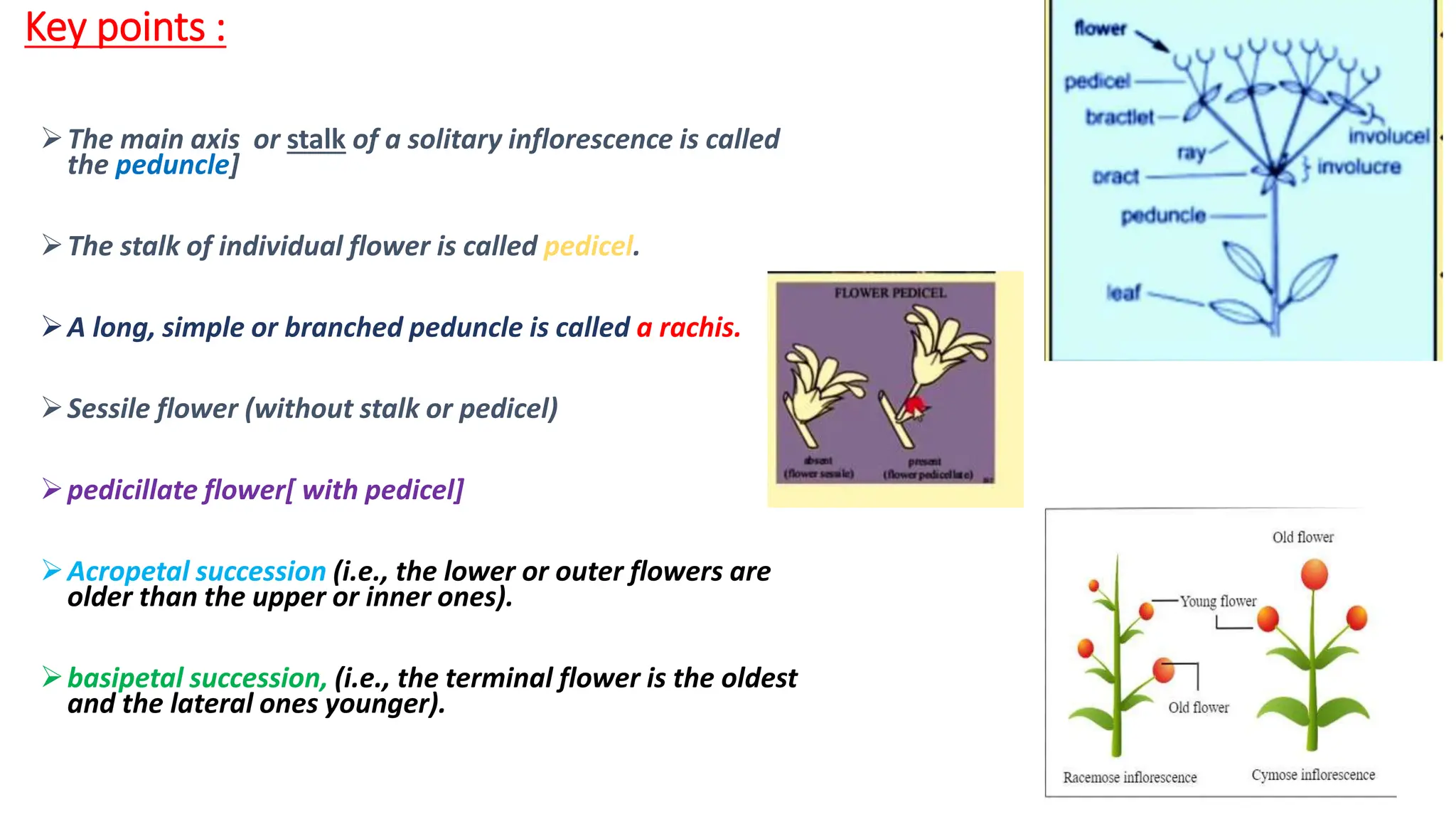 inflorescence PPT by YASIR GEELANI | PPTX