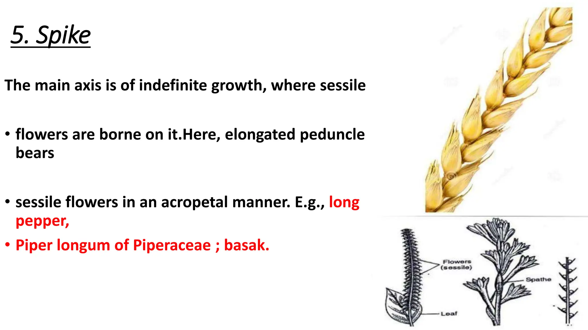 inflorescence PPT by YASIR GEELANI | PPTX