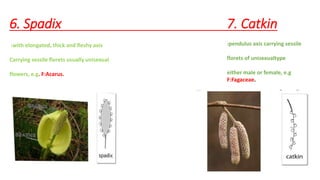 inflorescence PPT by YASIR GEELANI | PPT