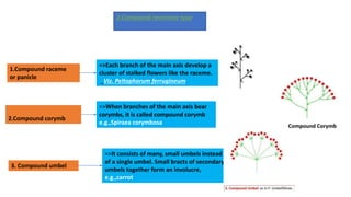 inflorescence PPT by YASIR GEELANI | PPT