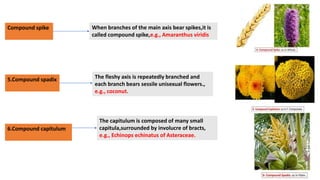 inflorescence PPT by YASIR GEELANI | PPT