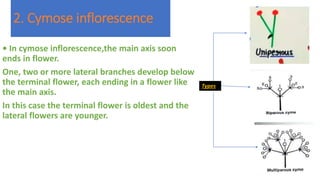 inflorescence PPT by YASIR GEELANI | PPT