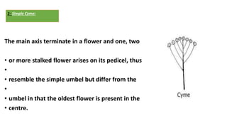 inflorescence PPT by YASIR GEELANI | PPTX
