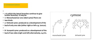 inflorescence PPT by YASIR GEELANI | PPT