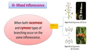 inflorescence PPT by YASIR GEELANI | PPT