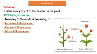 inflorescence PPT by YASIR GEELANI | PPT