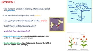 inflorescence PPT by YASIR GEELANI | PPT