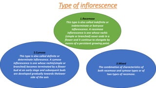 inflorescence PPT by YASIR GEELANI | PPT
