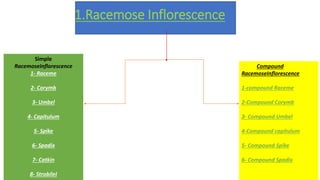 inflorescence PPT by YASIR GEELANI | PPT | Free Download