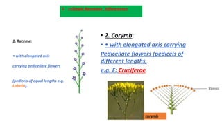 inflorescence PPT by YASIR GEELANI | PPT