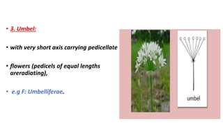 inflorescence PPT by YASIR GEELANI | PPT