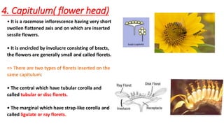 inflorescence PPT by YASIR GEELANI | PPT