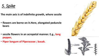 inflorescence PPT by YASIR GEELANI | PPT