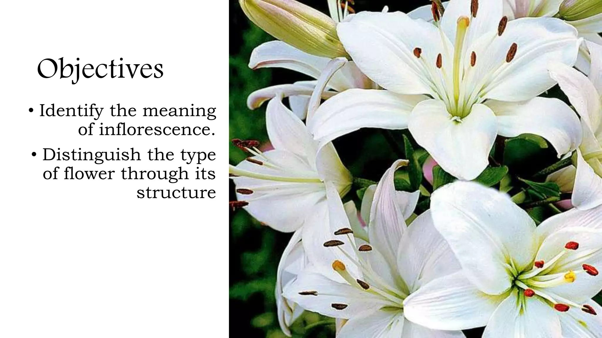Inflorescence | PPTX