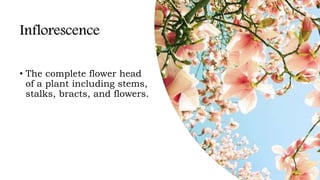 Inflorescence | PPTX