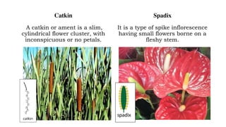Inflorescence | PPTX