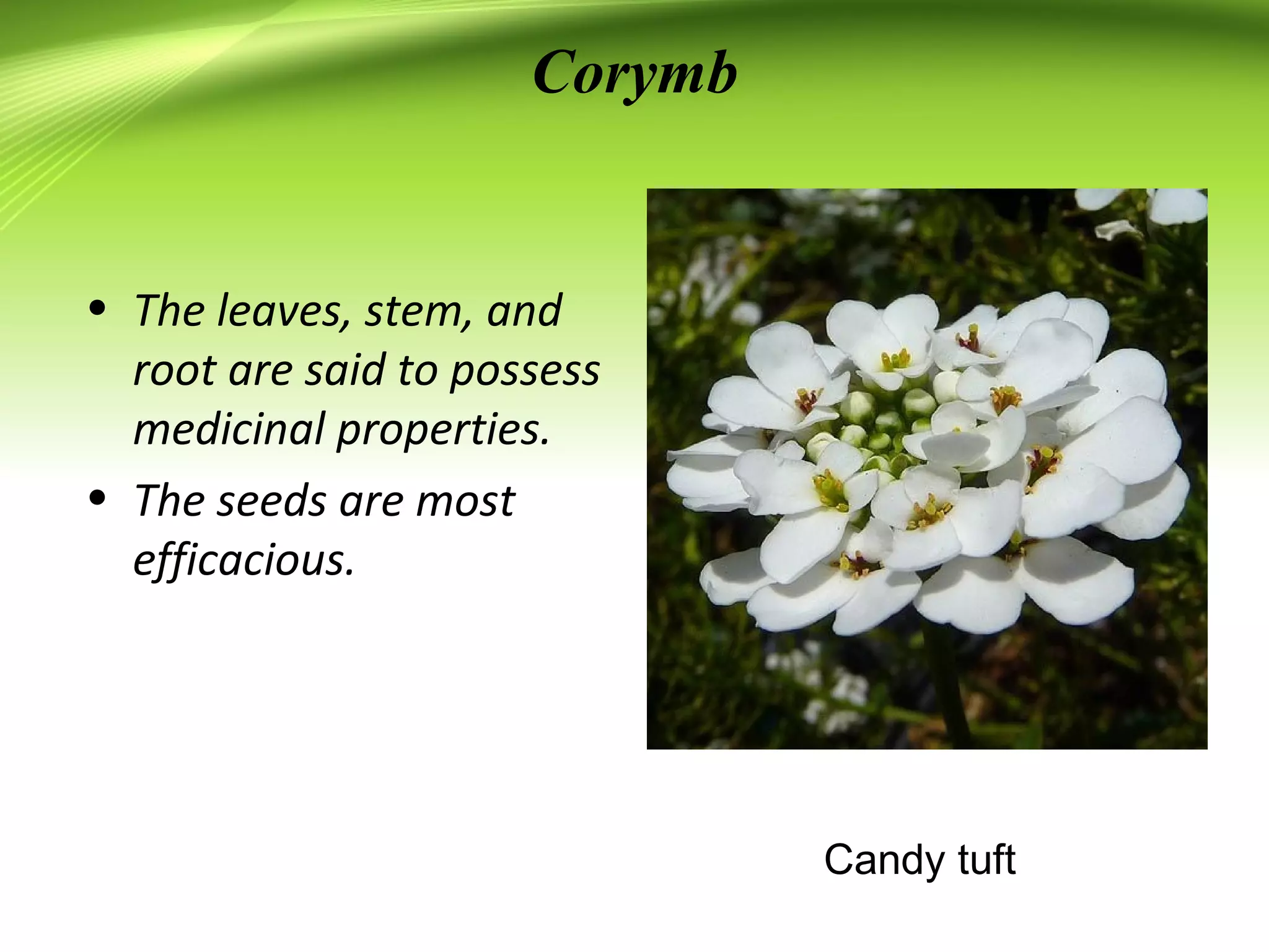 Inflorescences & Its Types | PPT