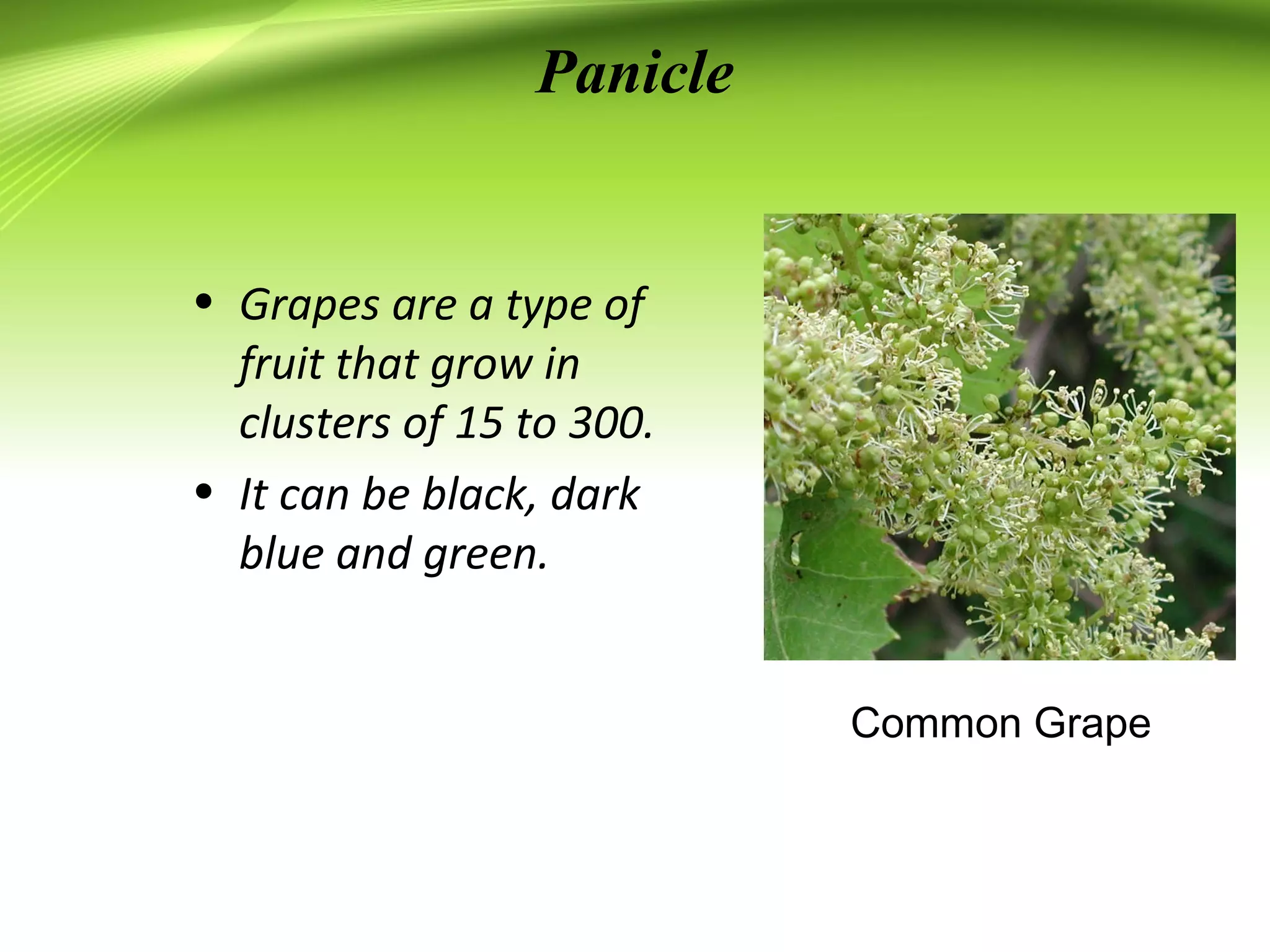 Inflorescences & Its Types | PPT