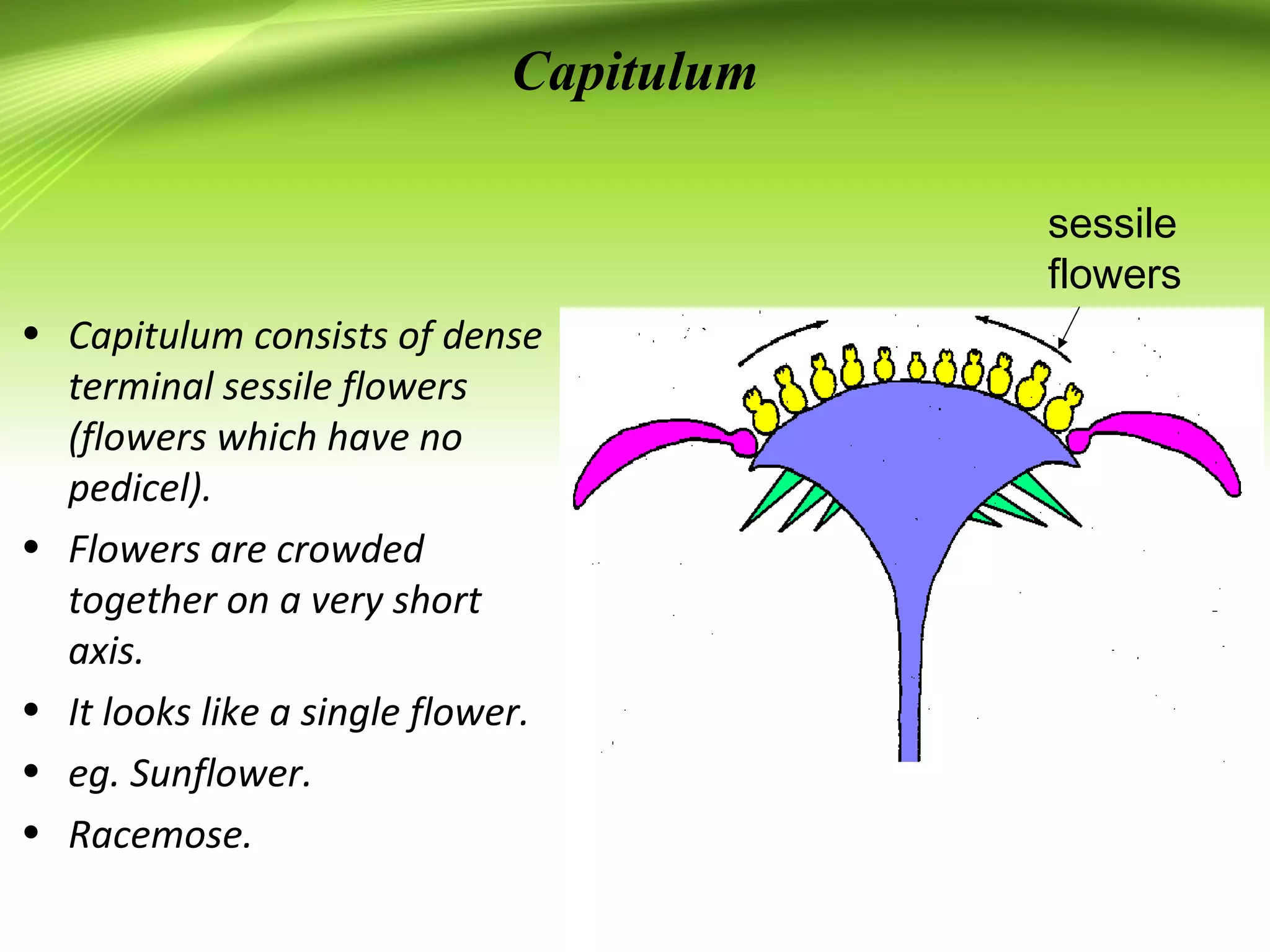 Inflorescences & Its Types | PPT
