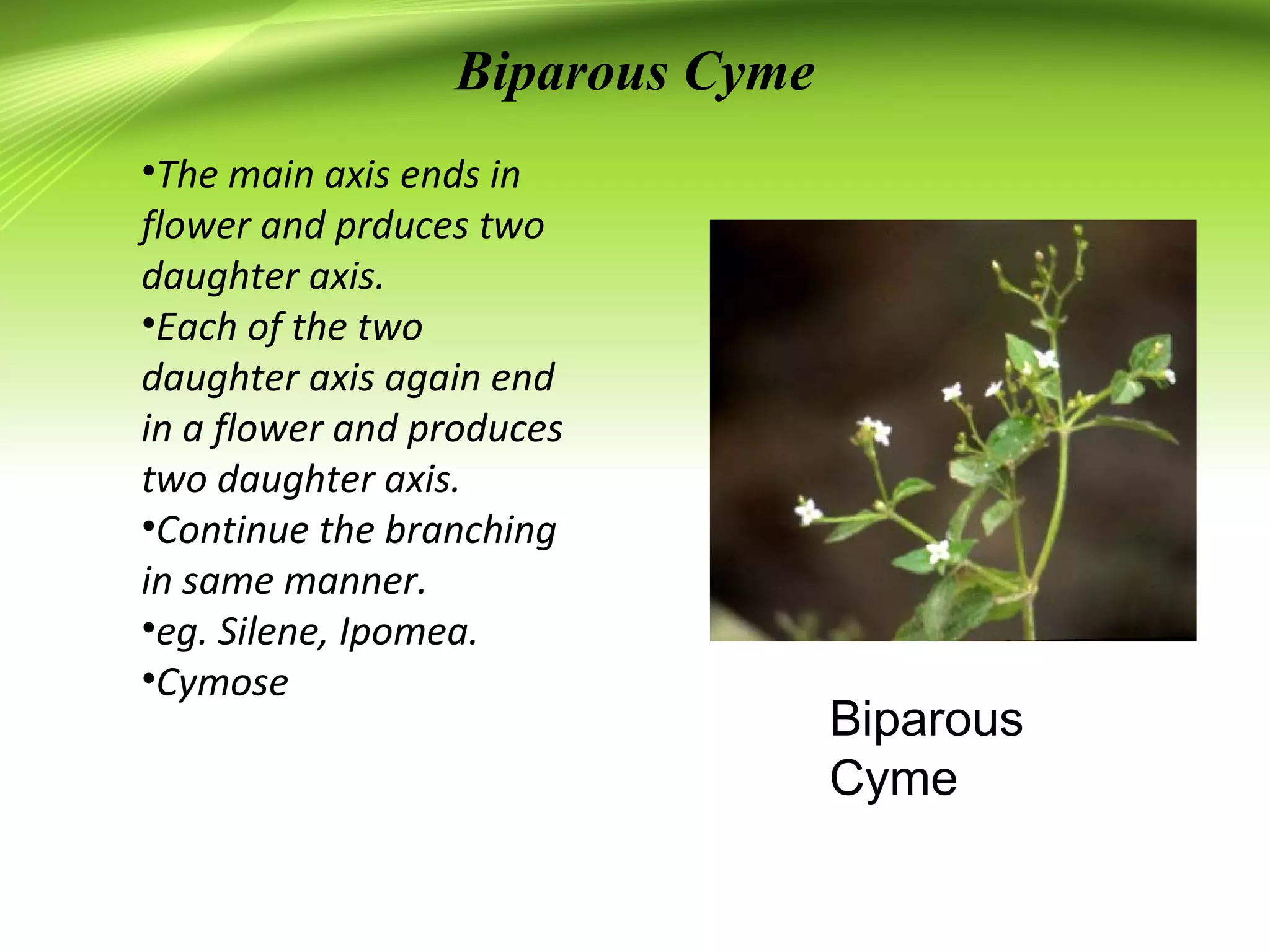 Inflorescences & Its Types | PPT