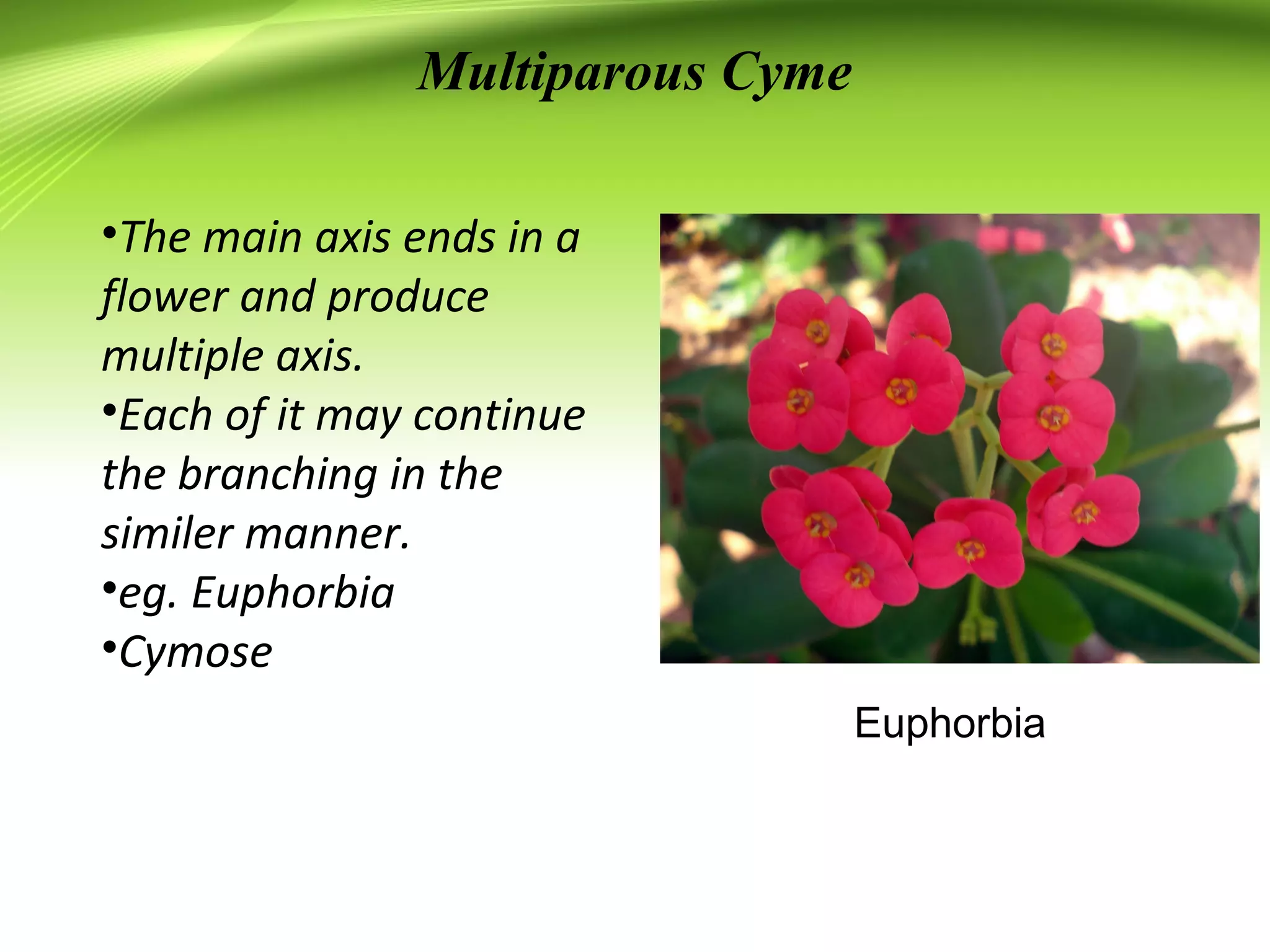 Inflorescences & Its Types | PPT