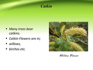 Inflorescences & Its Types | PPT