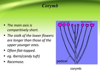 Inflorescences & Its Types | PPT