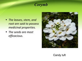 Inflorescences & Its Types | PPT