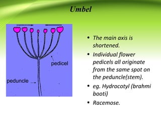 Inflorescences & Its Types | PPT