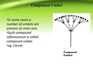 Inflorescences & Its Types | PPT