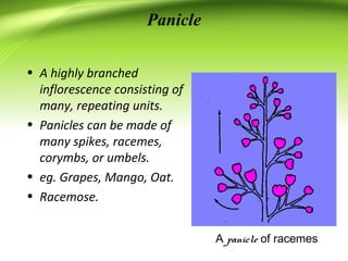 Inflorescences & Its Types | PPT