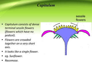 Inflorescences & Its Types | PPT