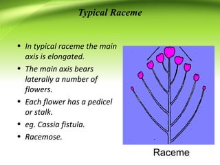 Inflorescences & Its Types | PPT