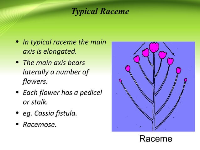 Inflorescences & Its Types | PPT