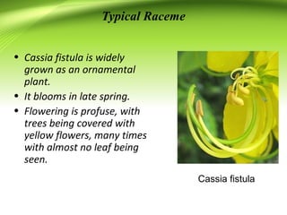 Inflorescences & Its Types | PPT