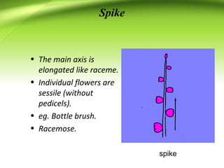 Inflorescences & Its Types | PPT