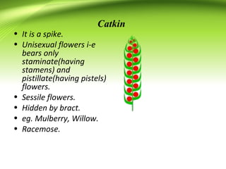 Inflorescences & Its Types | PPT