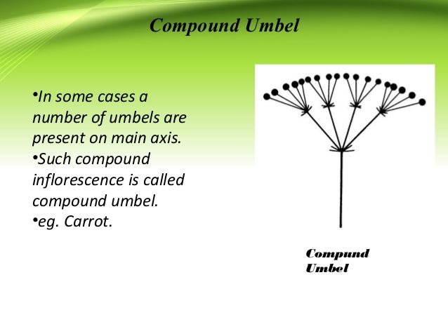 Inflorescences & Its Types