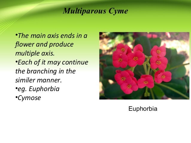 Inflorescences & Its Types