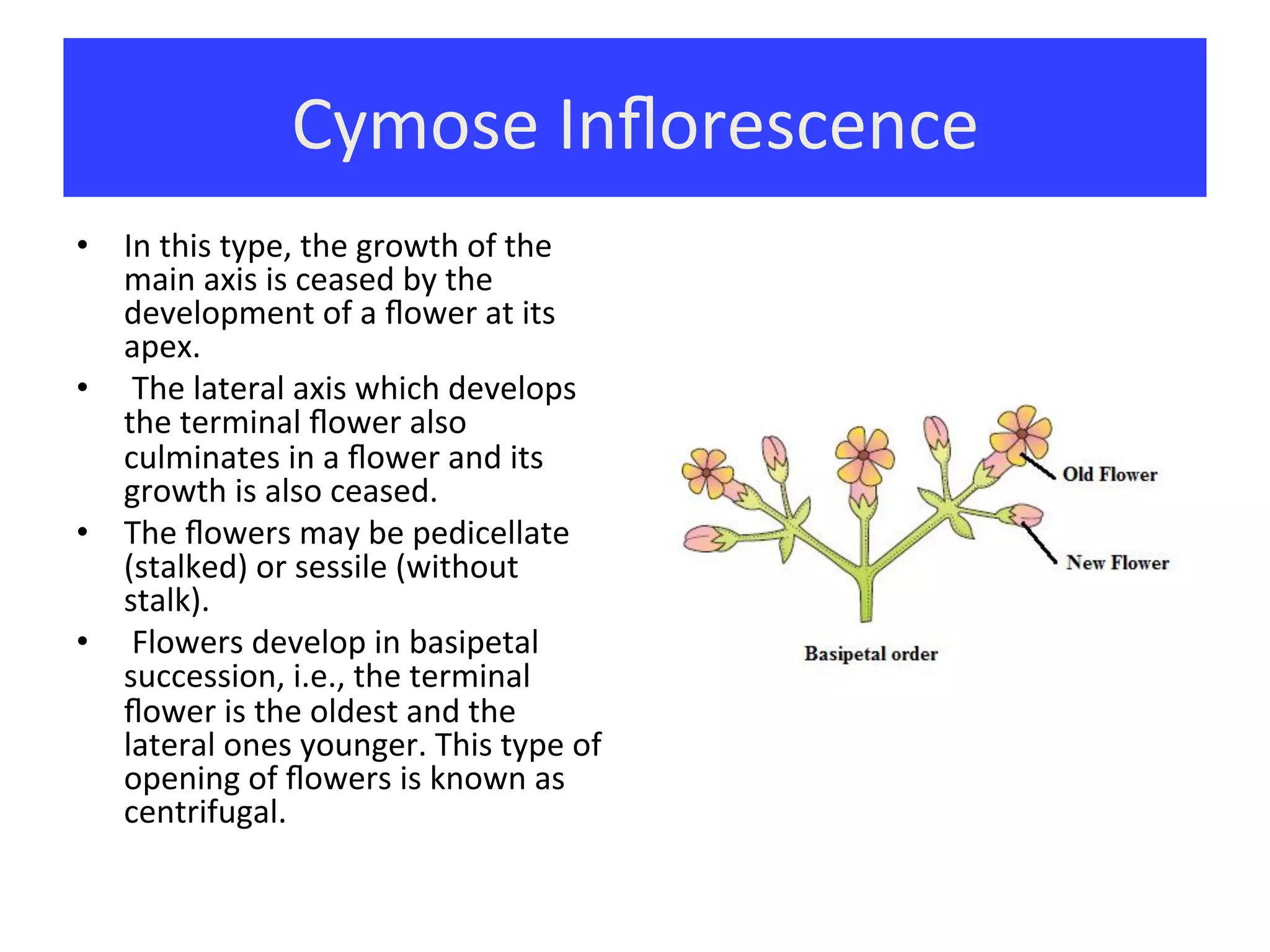 Inflorescences | PDF