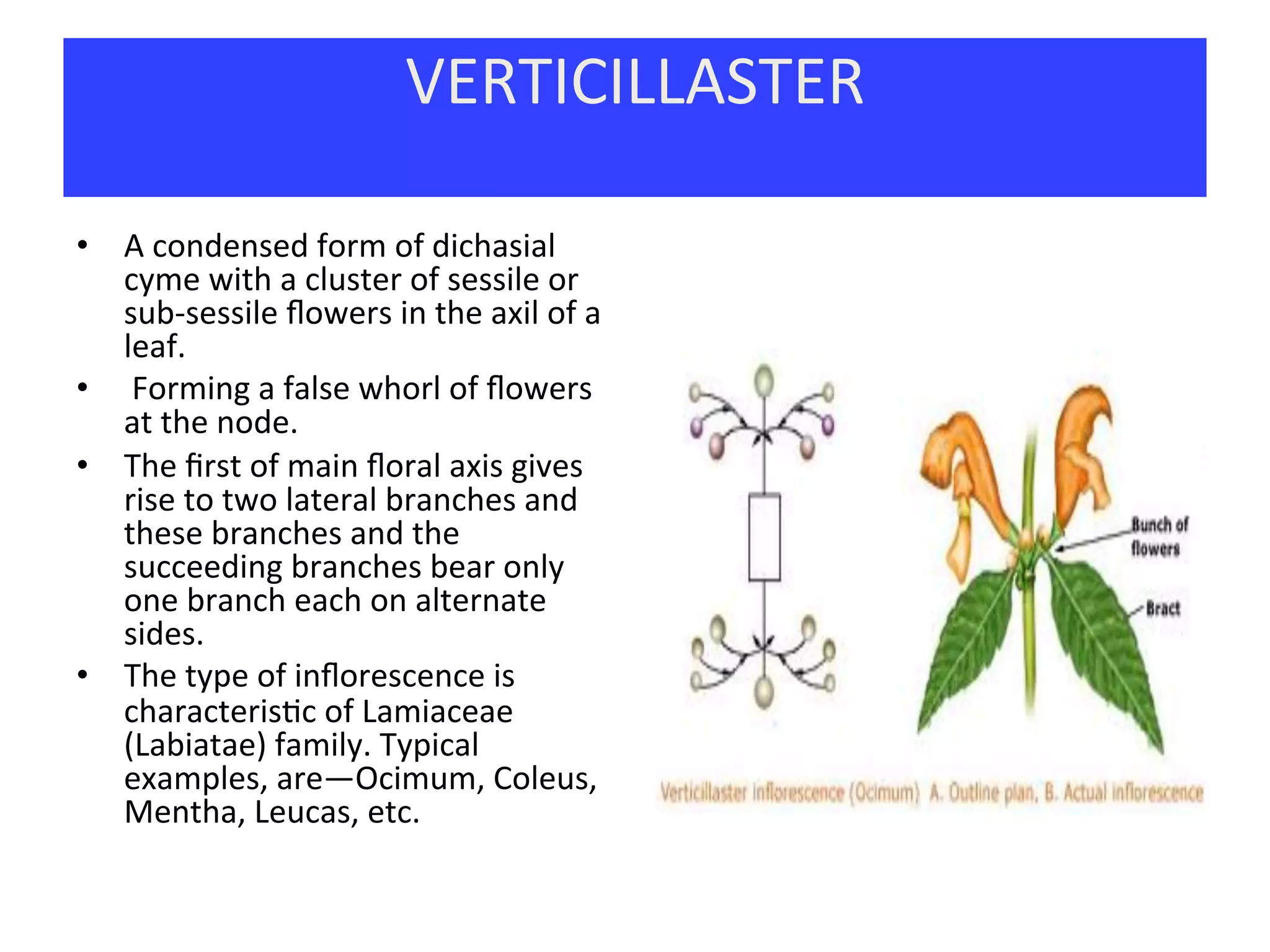Inflorescences | PDF