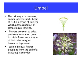 Inflorescences | PDF
