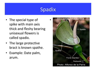 Inflorescences | PDF