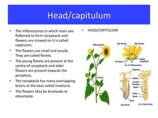 Inflorescences | PDF