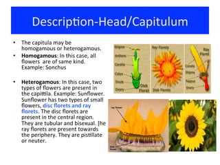 Inflorescences | PDF