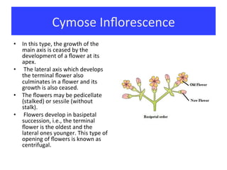 Inflorescences | PDF
