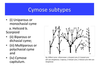 Inflorescences | PDF