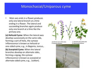 Inflorescences | PDF